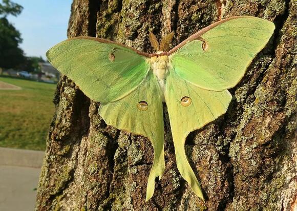 33 Native Moths in Arkansas: Complete Species Guide with Photos - NewsBreak