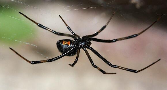 US States Where Black Widow Spiders Roam - NewsBreak