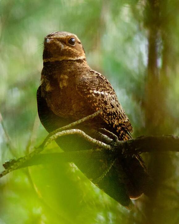 How to Identify Birds That Sing at Night in Louisiana: Your Complete ...