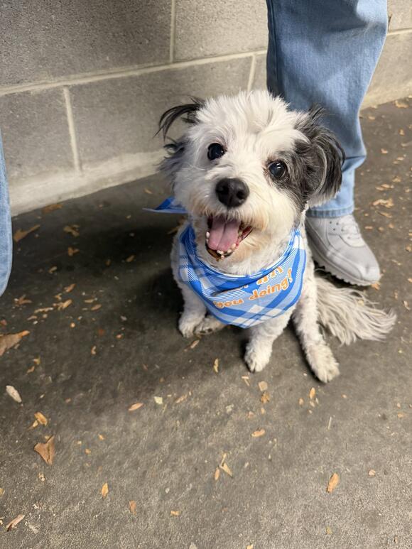 Lost dog found near Walnut St and Lydecker St - NewsBreak