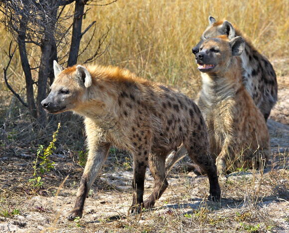 Here’s What Experts Say to Do If You’re Ever Surrounded by Hyenas ...