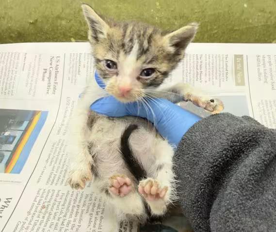 🐱 Free Cat Adoptions in Jurupa Valley — Kittens & Young Cats Await ...