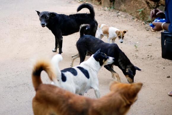 Feral Dog Pack Strikes Fear in Small Texas Community - NewsBreak
