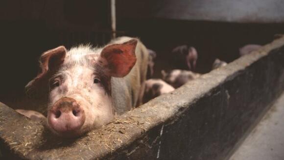Devon Farm Footage Ignites Calls to Ban Restrictive Gestation Crates ...