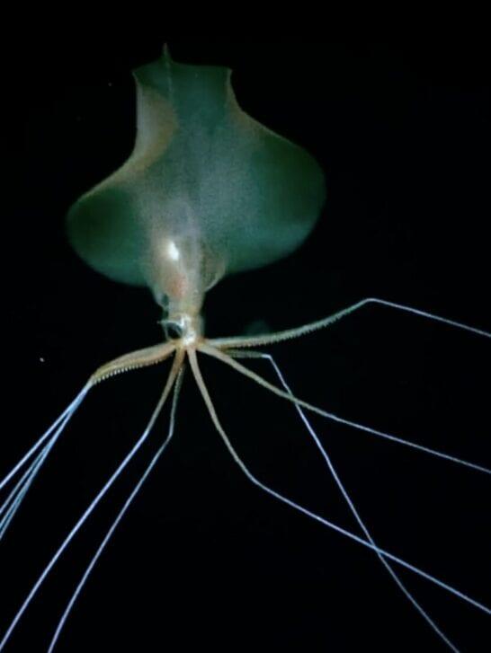 Diver Has Rare Encounter with Enormous Alien-Like Squid - NewsBreak