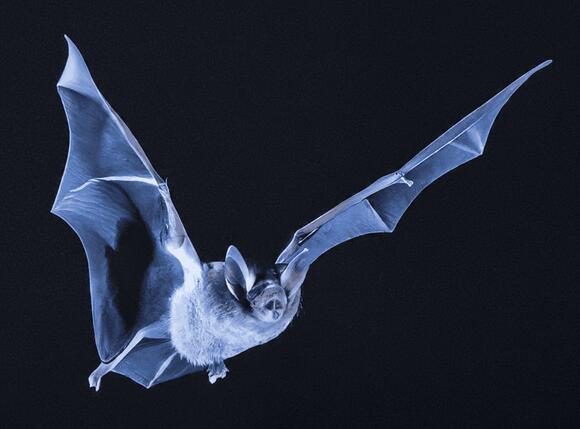 11 Common Animals With Secret Abilities You Never Knew About - NewsBreak