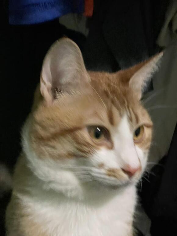 🐱 Playful, Sweet & Snuggly Cats Ready for Adoption in Brooklyn - NewsBreak