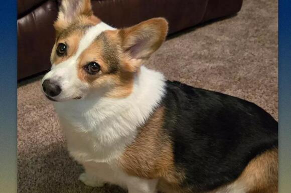 Watch The First-Ever Sioux Falls Corgi Races at Stampede Game - NewsBreak