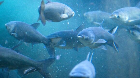 The Invasive Asian Carp’s Impact On US Aquatic Food Chains - NewsBreak