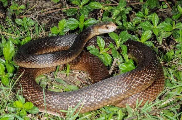 10 Snakes So Deadly You Should Never Get Close - NewsBreak