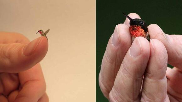 Tiny Wonders: The Smallest Creatures on Earth - NewsBreak