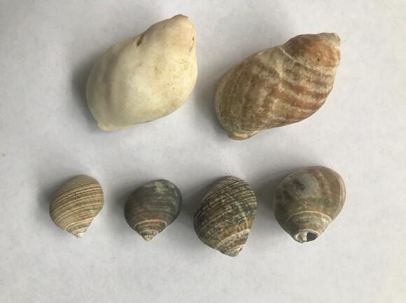 10 creatures you can find in a Maine tide pool - NewsBreak