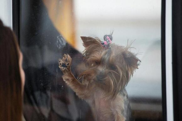 Indiana Just Strengthened Animal Protection Laws - NewsBreak