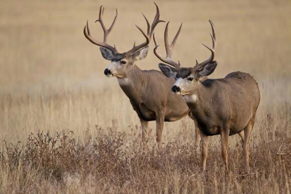 How To Apply For Utah's 2026 Big Game Hunting Permits - NewsBreak