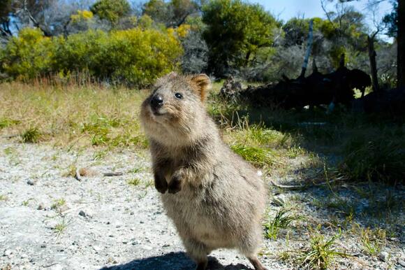 The Smiling Quokka What Makes It So Adorable? - NewsBreak