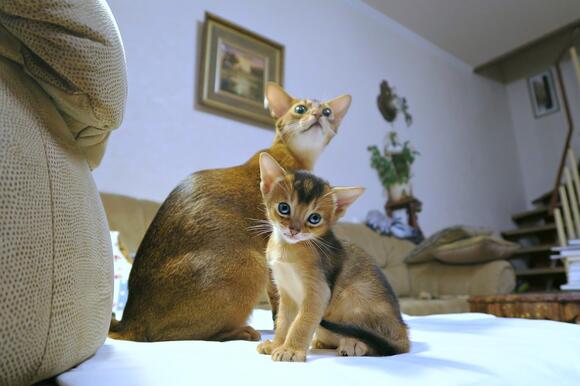 10 Cat Breeds Fire Signs Can’t Resist - NewsBreak
