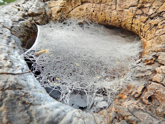 This Fungus Traps Worms in Nooses and Devours Them Alive - NewsBreak