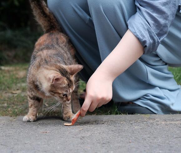 If cats always choose you, you might have one of these 14 peculiar ...