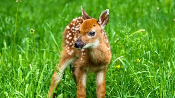 11 Religious Views on Eating Animals Around the World - NewsBreak