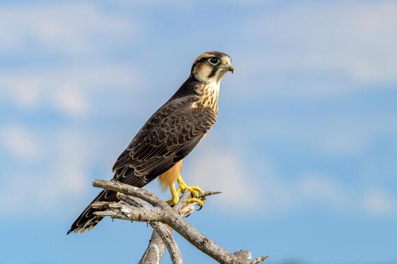 10 Birds of Prey You Can Spot in the U.S. - NewsBreak