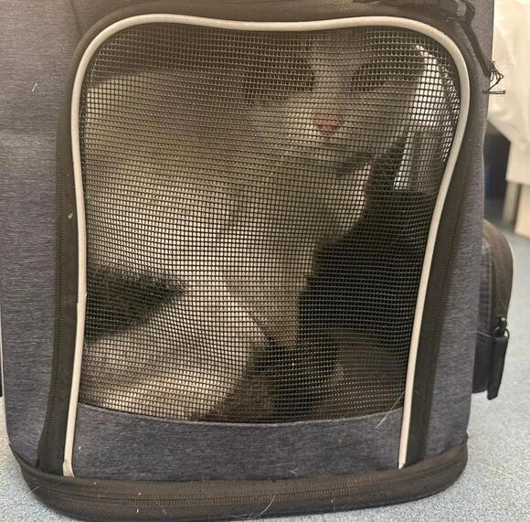 Lost cat survives 15 mile journey after hitching under neighbour's car ...