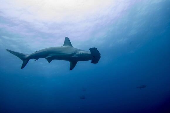 The Largest Hammerhead Shark Ever Recorded in US Waters - NewsBreak