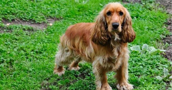 8 Red Dog Breeds & Red Dog Names