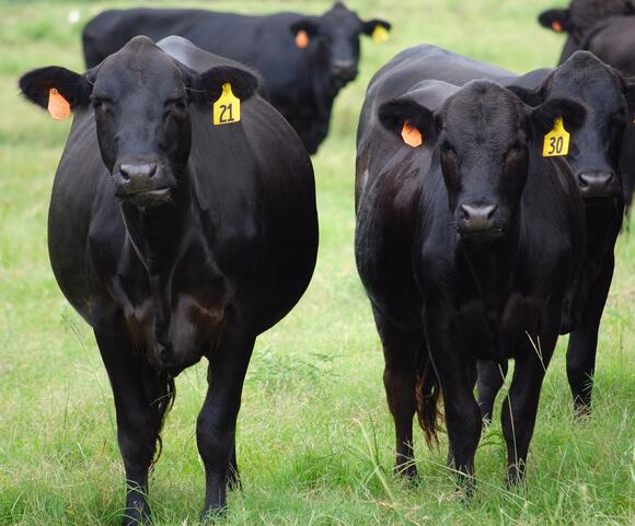 A Warning for Wisconsin: Tyson Shuts Down Massive Beef Plant as U.S ...
