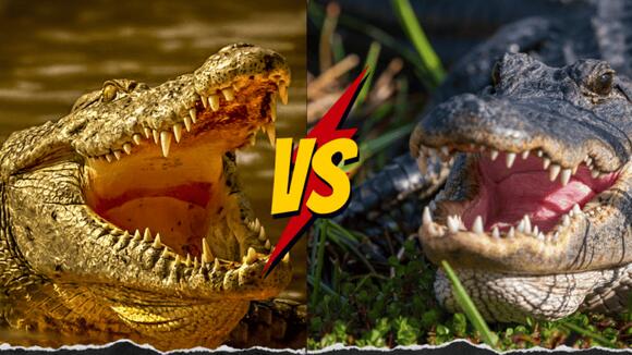 Australian Saltwater Crocodile Versus the American Alligator: Which is ...