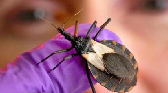 Deadly Face-Biting Kissing Bug Closing In On New York State - NewsBreak