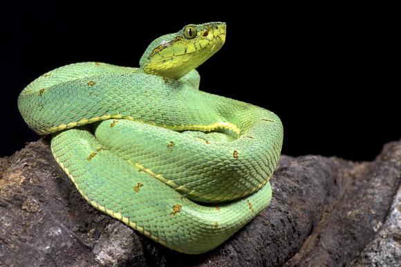 Discover Palm Pit Viper Bite - NewsBreak
