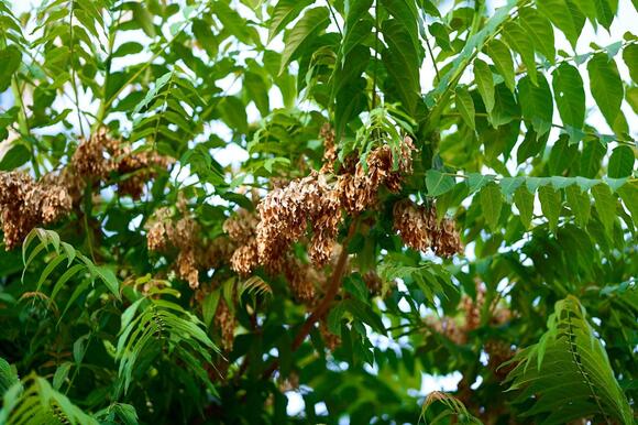 The Tree That Poisoned the Prairie: Ailanthus altissima (Tree of Heaven ...