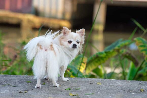 Cute but Costly! The Top 10 Most Expensive Small Dog Breeds - NewsBreak