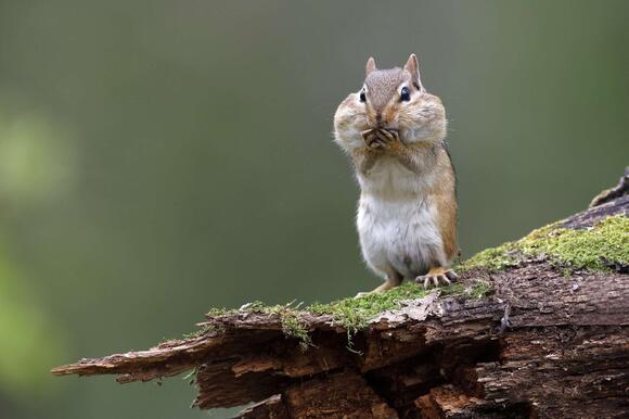 Top 20 States With The Most Chipmunk Species - NewsBreak