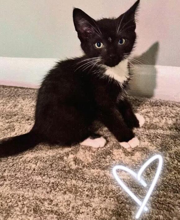 🐱 Playful & Sweet Kittens Ready for Adoption in Lyman, SC - NewsBreak