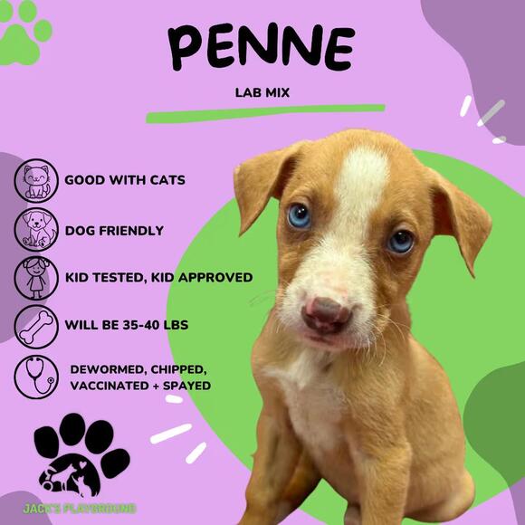 🐶 Playful Puppies and a Tiny Poodle Ready for Adoption in Milwaukee ...