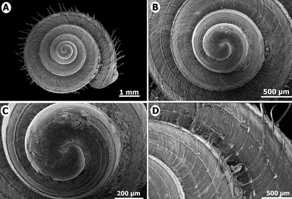 Newly Discovered Snail Species Named After Studio Ghibli Co-Founder Is ...