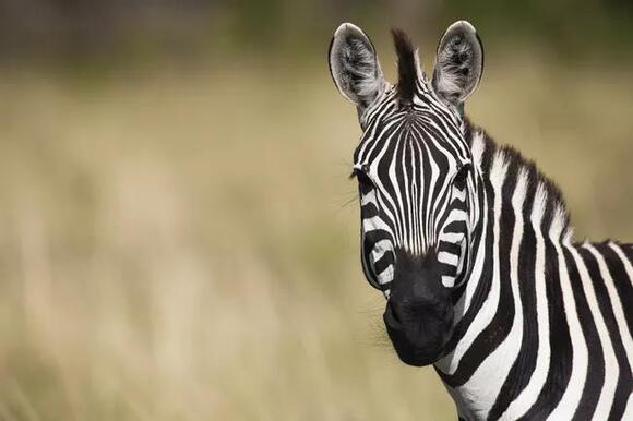Missing Zebra Captured After Six Days On The Run