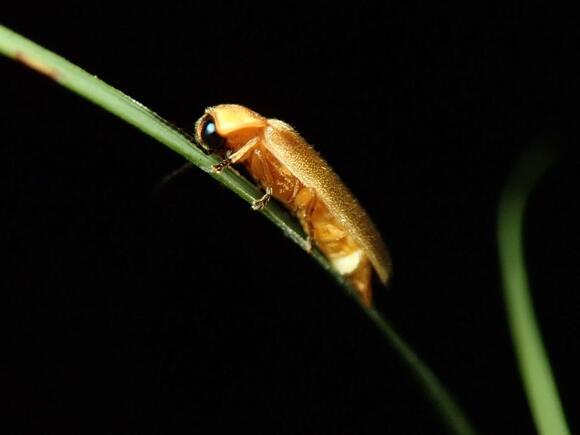Four New Species Of Firefly Added To IUCN Red List – And They're All In ...
