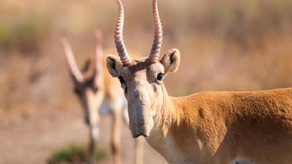 Why Saving the Saiga Antelope Matters for All of Asia - NewsBreak