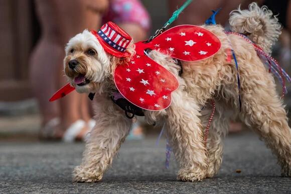 You want these July 4 dog parade photos. You NEED these July 4 dog ...