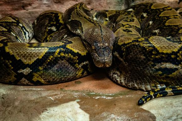 From Iguanas to Pythons—Florida’s War on Invasive Reptiles - NewsBreak