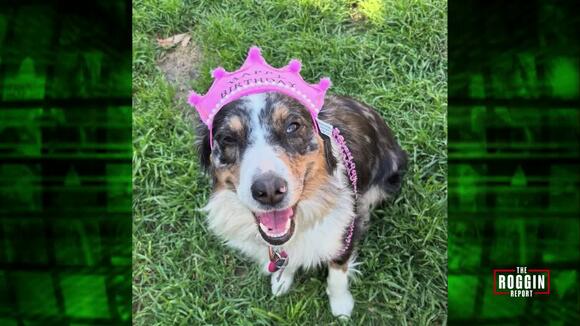 Missing Dog Myla Reunited With Family After Palm Springs Search - NewsBreak