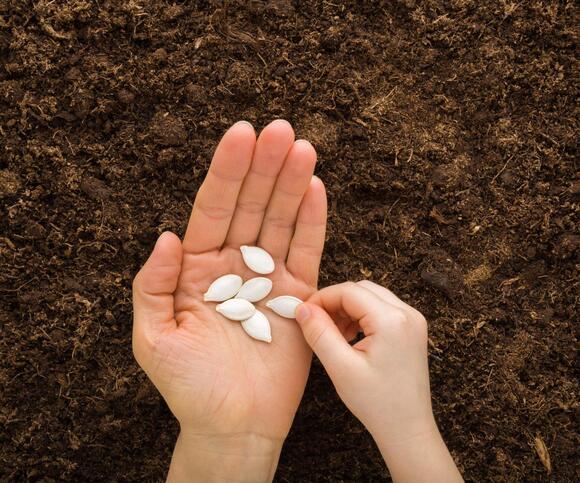 How to grow acorn squash from sowing to harvesting – all you need to ...