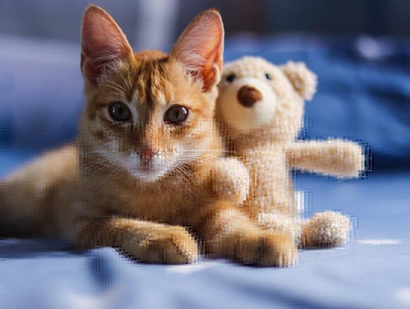 The Most Emotionally Tuned-In Cat Breeds for Sensitive Owners - NewsBreak