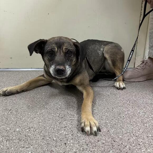 🐶 Playful & Loyal Dogs Waiting for Adoption in Fallon, NV - NewsBreak