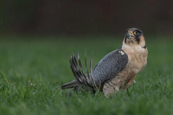 15 Iconic Birds of Prey and Their Incredible Abilities - NewsBreak