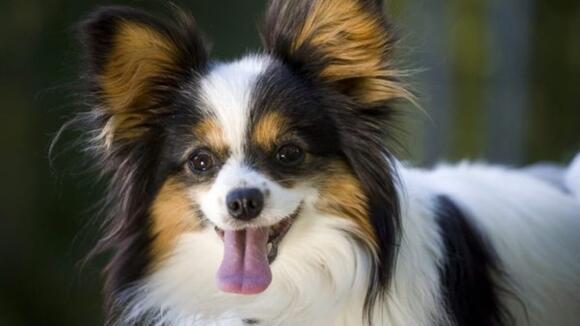 Search for Senior Dog ‘Hazel’ Goes Viral on Social Media - NewsBreak