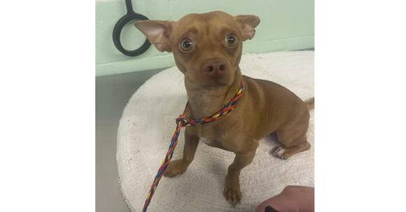 Lost dog found at Rosin Ct and Northgate Blvd - NewsBreak