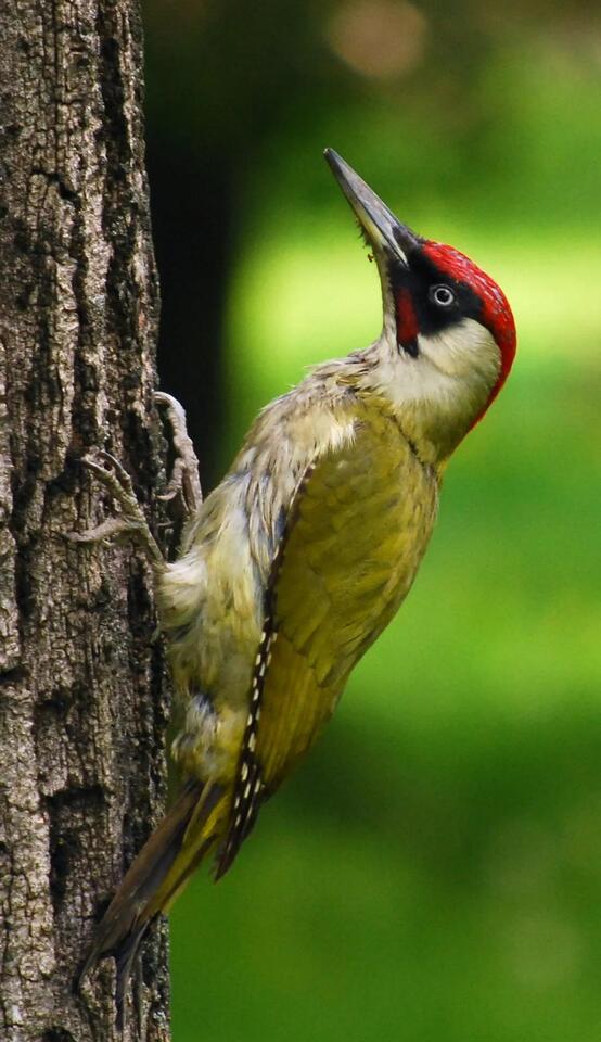 The Complete List of Woodpeckers in Europe - NewsBreak